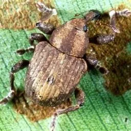 SS-AGR-141/AG019: Biological Control with Insects: The Waterhyacinth ...