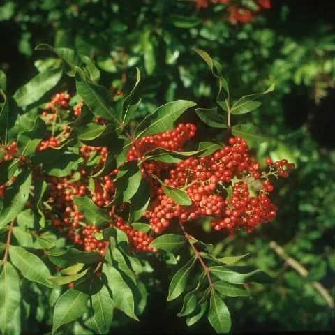 Ask IFAS: Topic - Brazilian Pepper-Tree