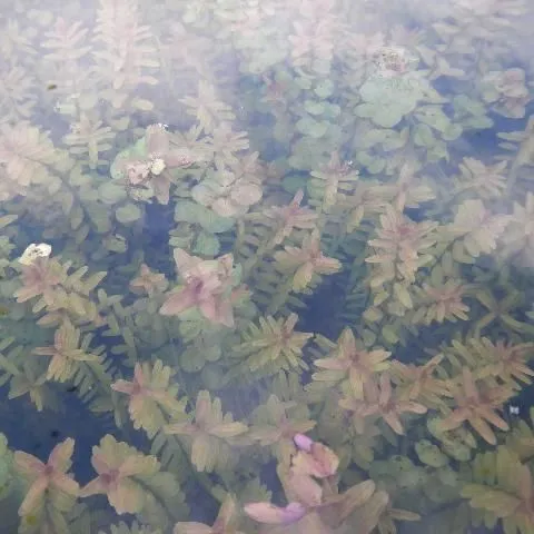 Ask IFAS: Topic - Invasive Plants