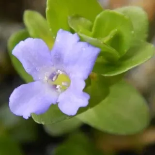 SS-AGR-388/AG392: Lemon Bacopa: Bacopa caroliniana