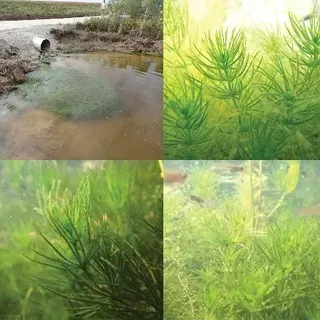 SS-AGR-448/AG448: The Ecology of Charophyte Algae (Charales)