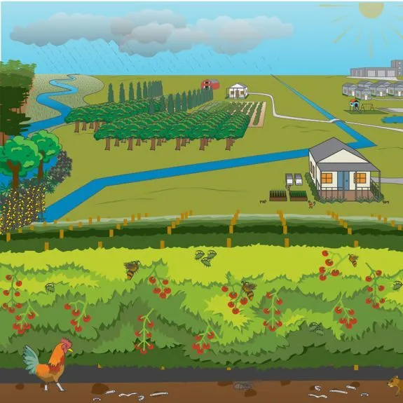 Ask IFAS: David Outerbridge