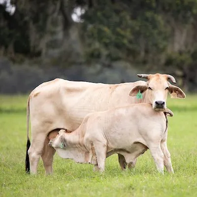 Ask IFAS: Florida Cow-Calf and Stocker Beef Safety and Quality ...