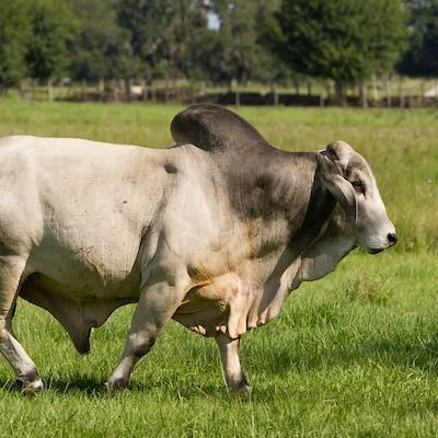 Ask IFAS: Unit - Animal Science