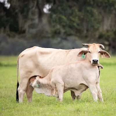 Ask IFAS: John D. Arthington