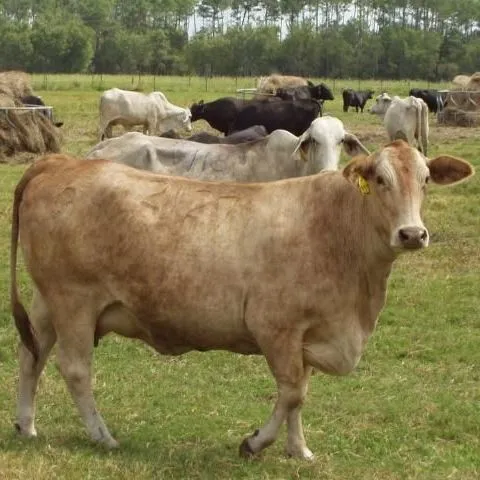 Ask IFAS: Unit - Animal Science