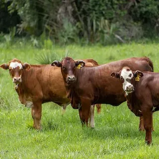AN323/AN323: Culling and Replacement Rate in the Beef Cow Herd