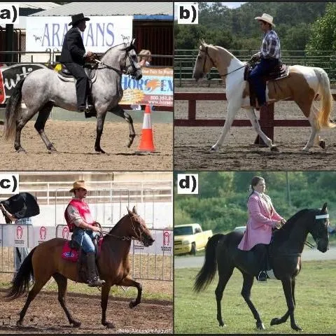 Ask IFAS: Topic - Horses