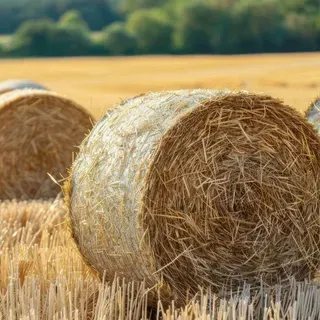 AN339/AN339: How Much Does Bad Hay Cost a Beef Cattle Producer?