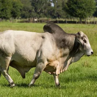 AN366/AN366: Incorporating Brahman Genetics in the Cow Herd to ...