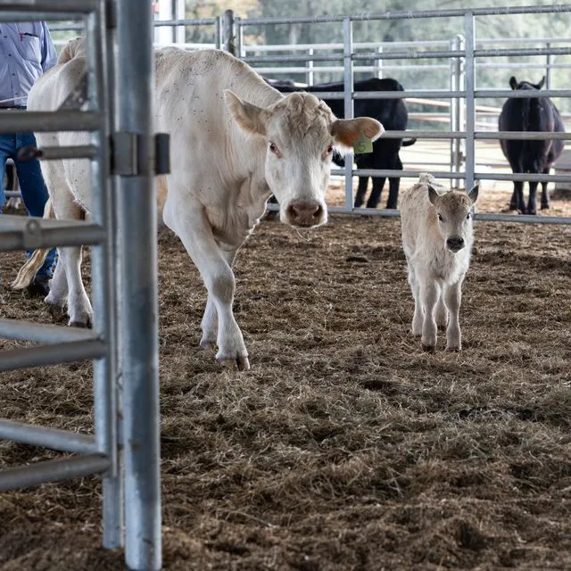 Ask IFAS - Powered by EDIS