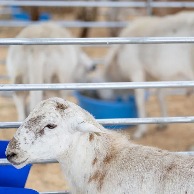Ask IFAS: Topic - Small Ruminants