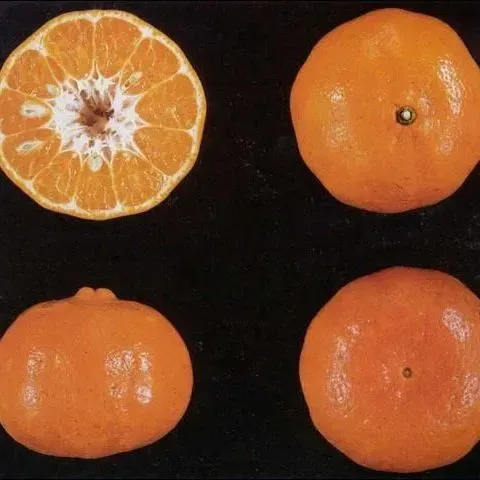 Ask IFAS: Topic - Tangerine, Mandarin and Tangelo Varieties