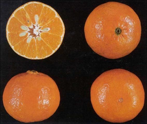 HS172/CH080: Lee Citrus Hybrid