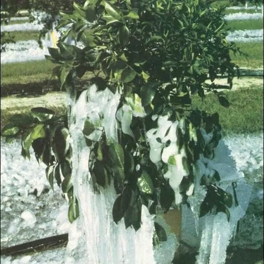 Ask IFAS: Topic - Climate-Smart Agriculture