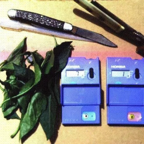 Ask IFAS: Topic - Plant Tissue Analysis