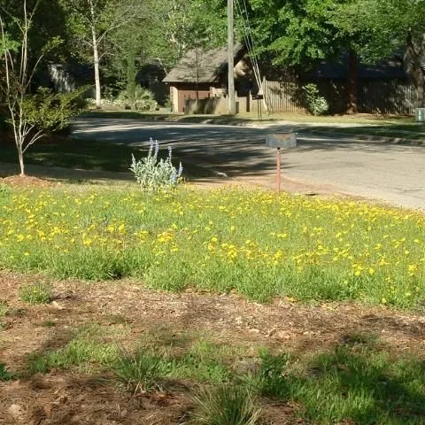 Ask IFAS: Topic - Native Plants