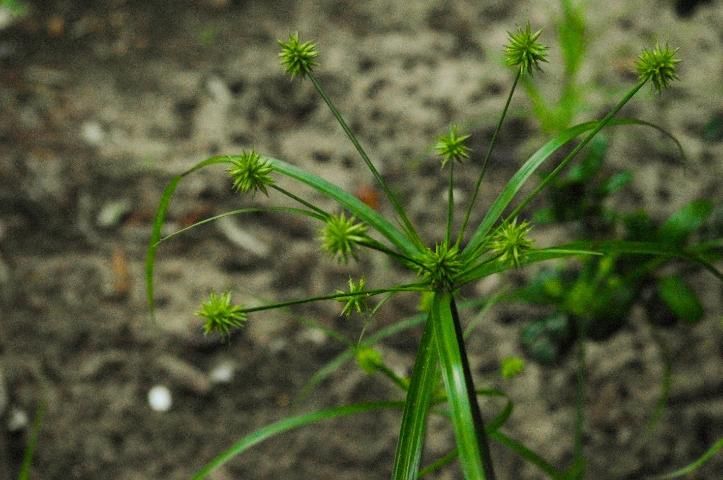 ENH1305/EP569: Biology and Management of Yellow (Cyperus escuelentus ...