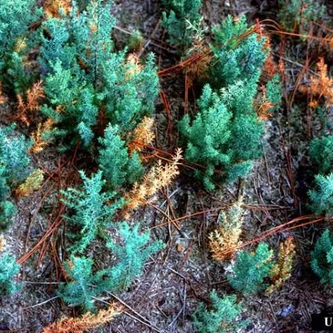 Ask IFAS: Topic - Juniper