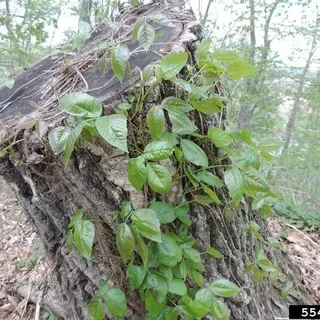 ENH1345/EP609: Biology and Management of Poison Ivy (Toxicodendron ...