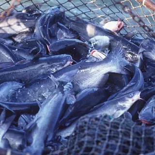 CIR1052/FA010: Farm-Raised Channel Catfish