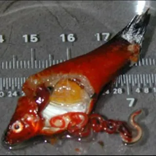 Cir 91/FA091: Nematode (Roundworm) Infections in Fish