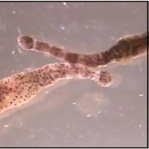 Ask IFAS: Common Freshwater Fish Parasites series