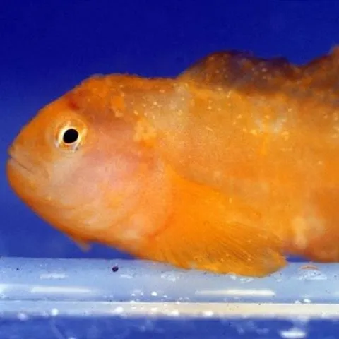 Ask IFAS: Unit - Fisheries and Aquatic Sciences