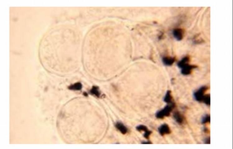 FA181/FA181: Lymphocystis Disease in Fish