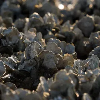 FA191/FA191: Molluscan Shellfish Aquaculture and Production