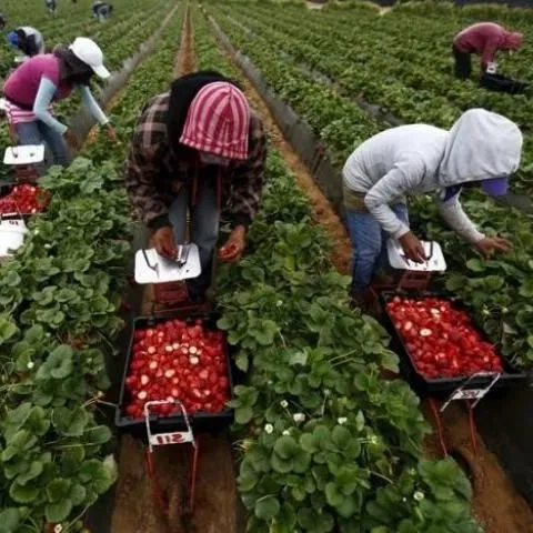 Ask IFAS: Topic - Estados Unidos