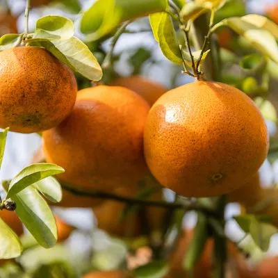 Ask IFAS: Unit - Citrus REC