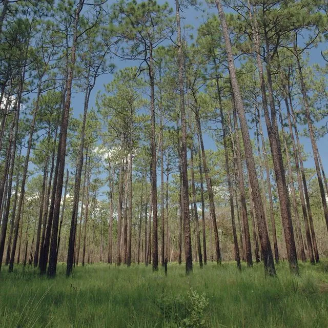 Ask IFAS: Topic - Mercados de carbono