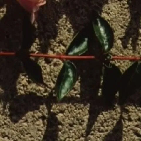 Ask IFAS: Topic - Abelia