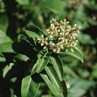 FPS-48/FP048: Ardisia escallonioides Marlberry