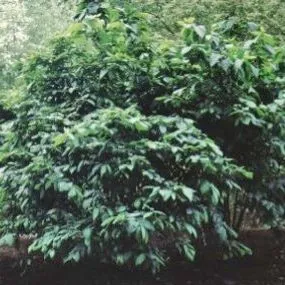 Ask IFAS: Topic - Calycanthaceae