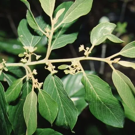 Ask IFAS: Unit - CLUE