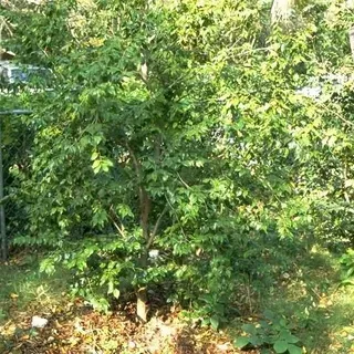 FPS-201/FP201: Eugenia rhombea Red Stopper, Spiceberry