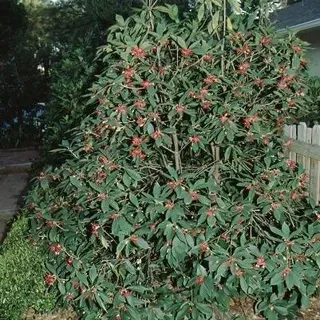 FPS-277/FP277: Illicium floridanum Florida Anise Tree, Florida Anise