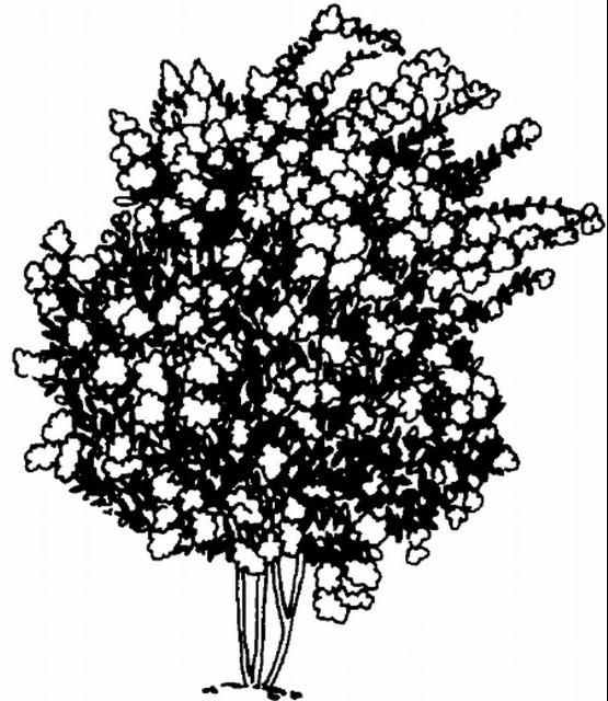 FPS-321/FP321: Lagerstroemia indica 'Yuma' Yuma Crape Myrtle