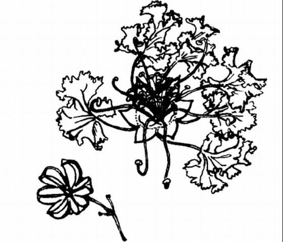 FPS-321/FP321: Lagerstroemia indica 'Yuma' Yuma Crape Myrtle