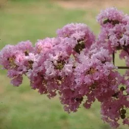 FPS-321/FP321: Lagerstroemia indica 'Yuma' Yuma Crape Myrtle
