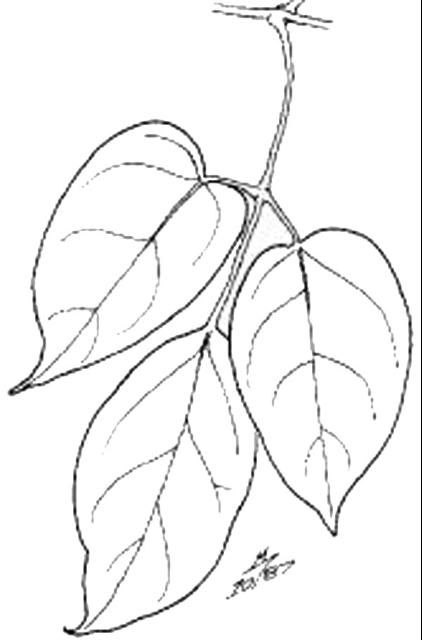 FPS496/FP496: Pyrostegia venusta Flame Vine