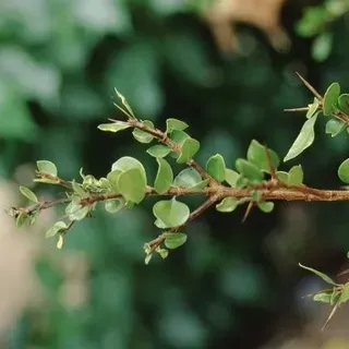 FPS497/FP497: Randia aculeata White Indigoberry