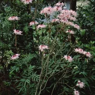 FPS504/FP504: Rhododendron canescens Pink Pinxter Azalea, Florida ...