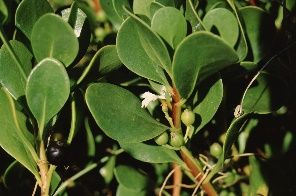 FPS539/FP539: Scaevola plumieri Inkberry