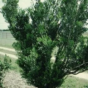 FPS540/FP540: Schaefferia frutescens Florida Boxwood