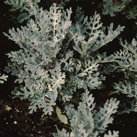 Ask IFAS: Topic - Annuals