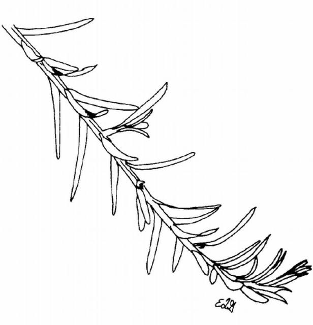 FPS-573/FP573: Taxus floridana Florida Yew