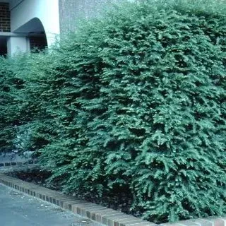 FPS-573/FP573: Taxus floridana Florida Yew